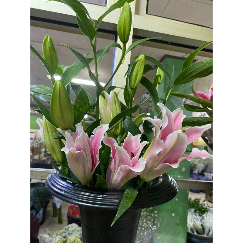 Jual Bunga lily Casablanca 1 tangkai segar | Shopee Indonesia
