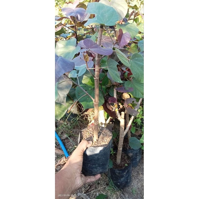 Jual 10 batang waru merah (super red) | Shopee Indonesia