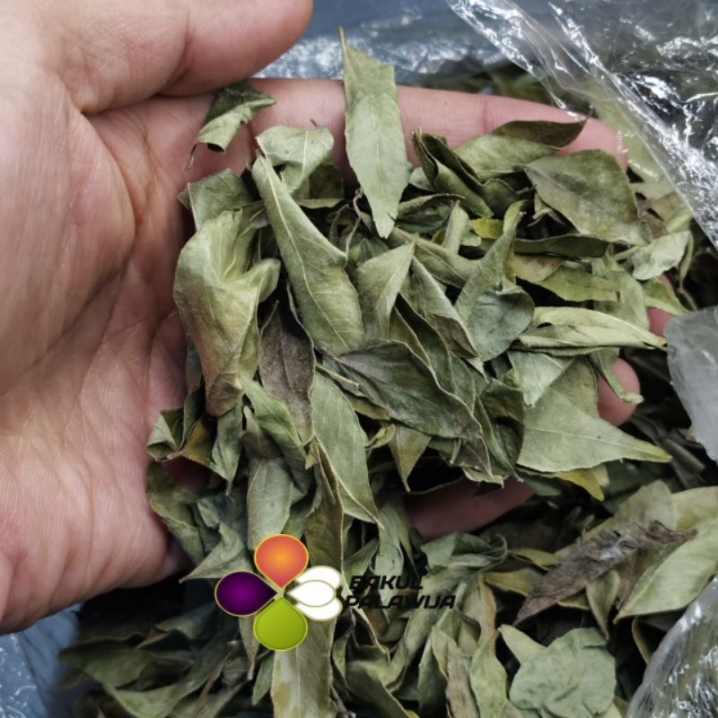 Jual DAUN KARI KERING SALAM KOJA | Shopee Indonesia