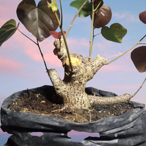 Jual tanaman waru merah super red bahan bonsai berkualitas dan pohon ...