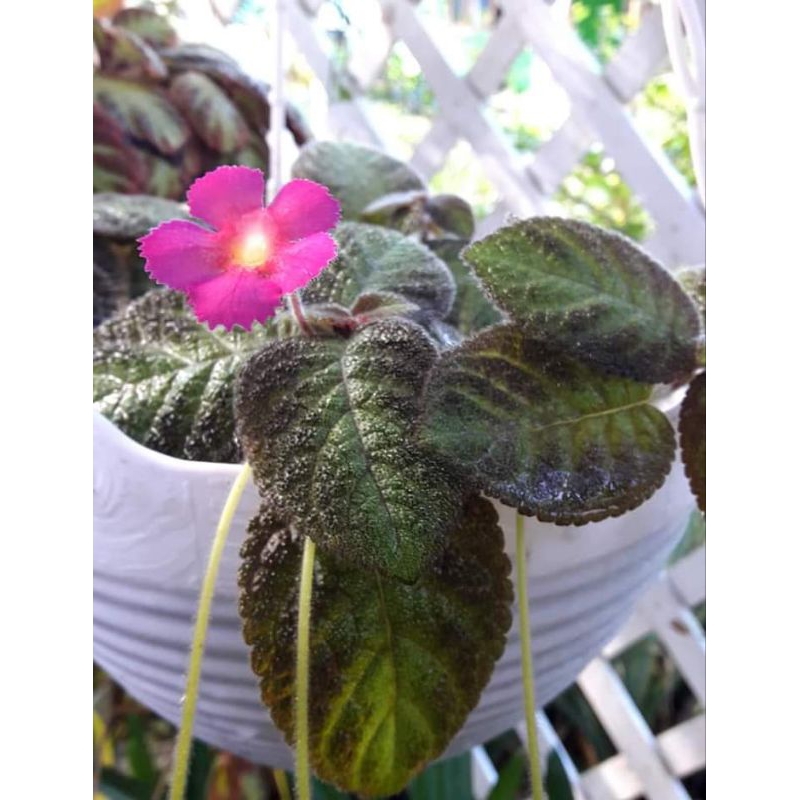 Jual Episcia pink panther / episcia bludru pink | Shopee Indonesia