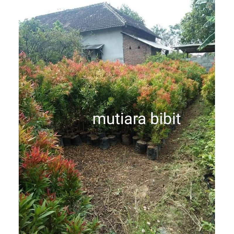 Jual Bibit bunga pucuk merah ukuran 80cm-1 meter | Shopee Indonesia