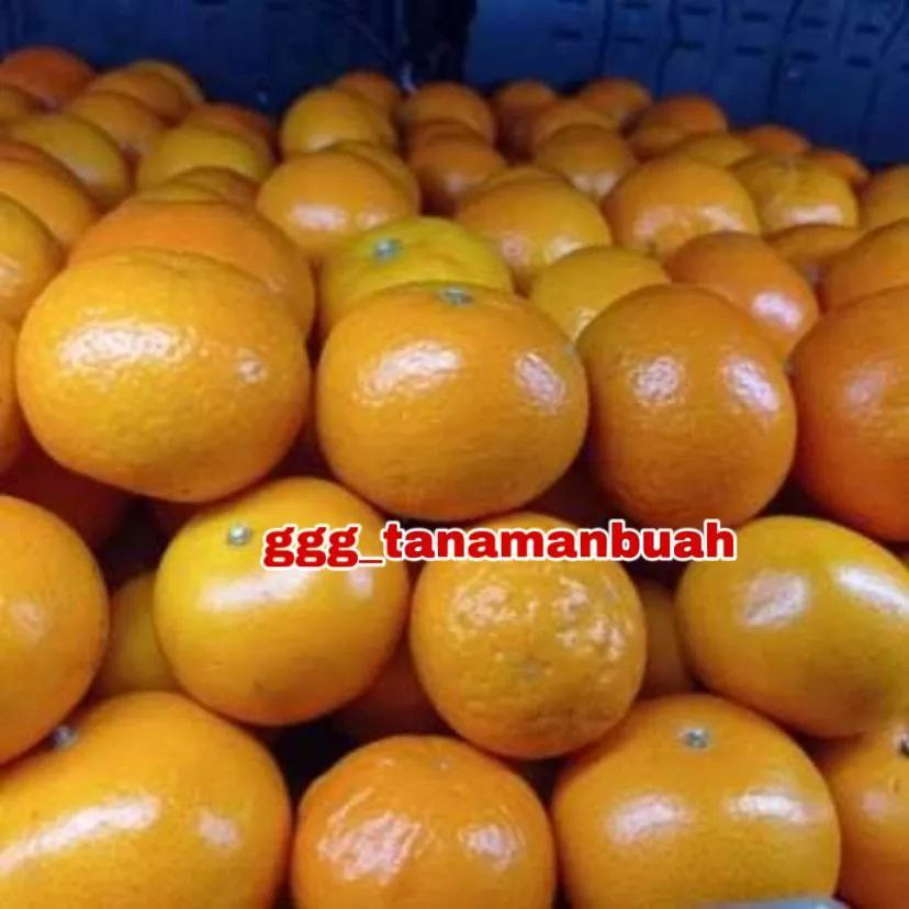 Jual Bibit Jeruk Wogan Sudah Berbuah Super | Shopee Indonesia