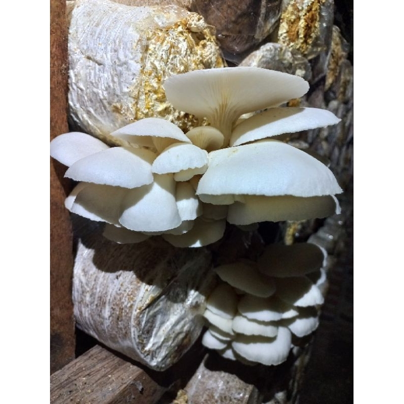 Jual Baglog jamur / Media Tumbuh Jamur Tiram | Shopee Indonesia