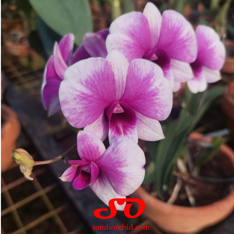 Jual [ DEWASA ] Dendrobium Yaya Victoria: Anggrek Mini Favorit yang Tak ...