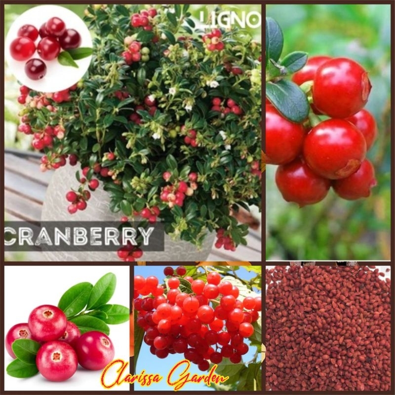 Jual 20 BUTIR BIJI/BENIH CRANBERRY MERAH (COCOK DIDATARAN TINGGI ...