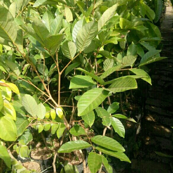 Jual Pohon Rambutan Rafiah 1.5 meter Okulasi cepat berbuah tanaman buah ...