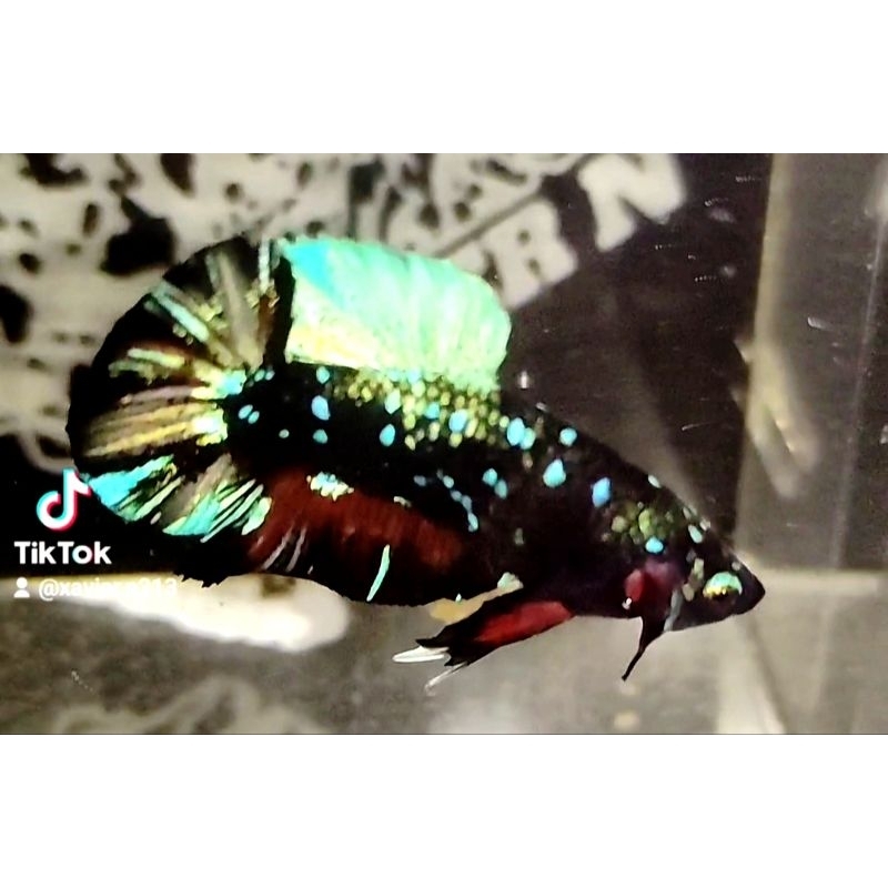 Jual IKAN CUPANG AVATAR GORDON/COPPER TOP | Shopee Indonesia