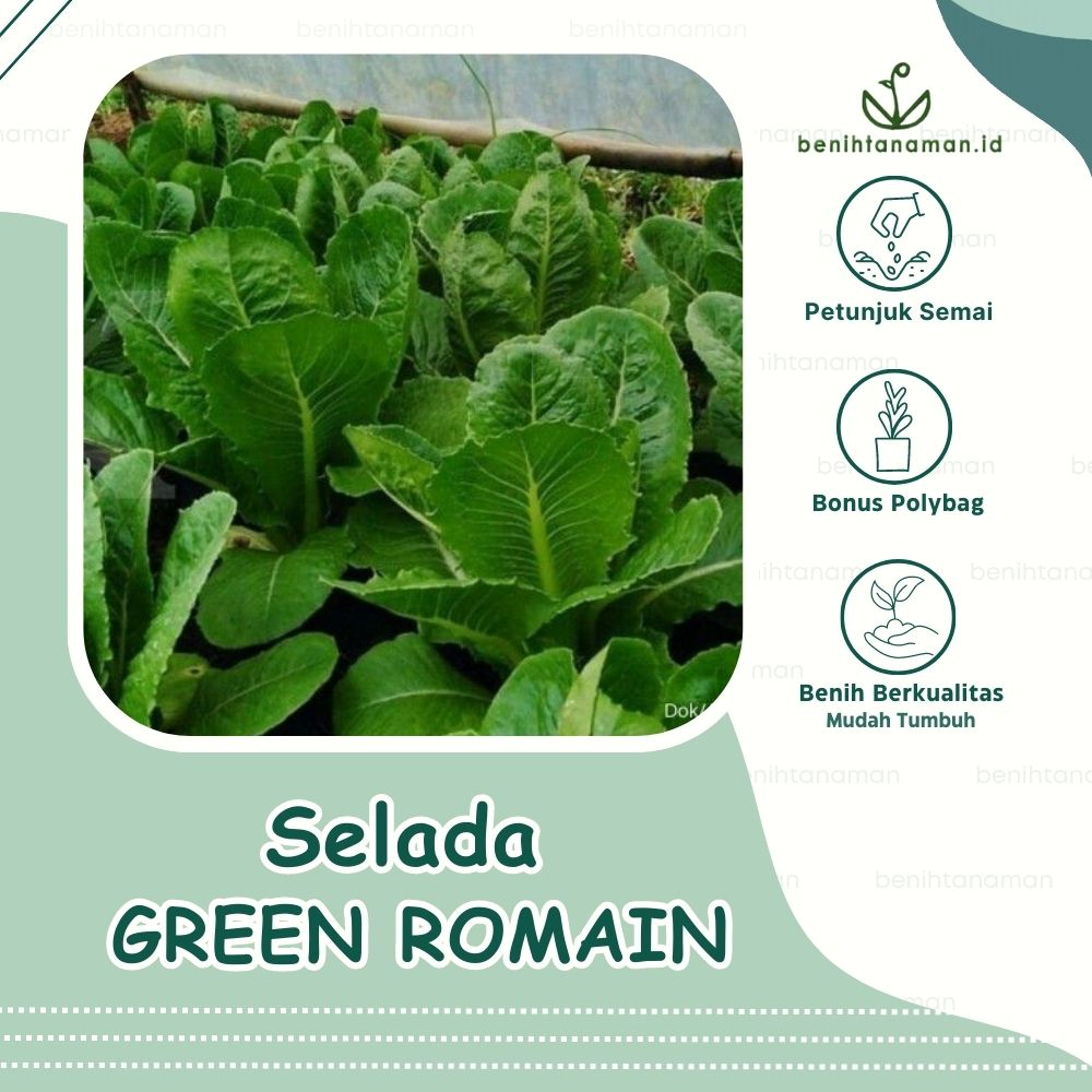 Jual Selada Terlengkap & Harga Terbaru Mei 2026 | Shopee Indonesia