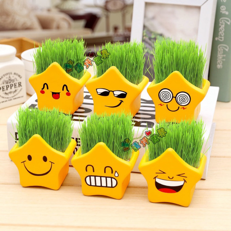 Jual Delunashop mainan Tanaman pot rumput mini emoticon lucu, Tanaman ...