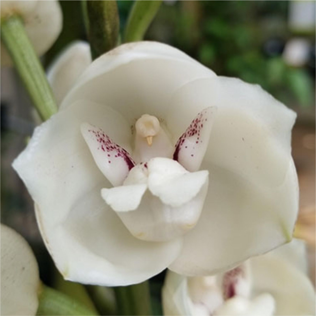 Jual Seedling Anggrek Roh Kudus Peristeria elata | Shopee Indonesia