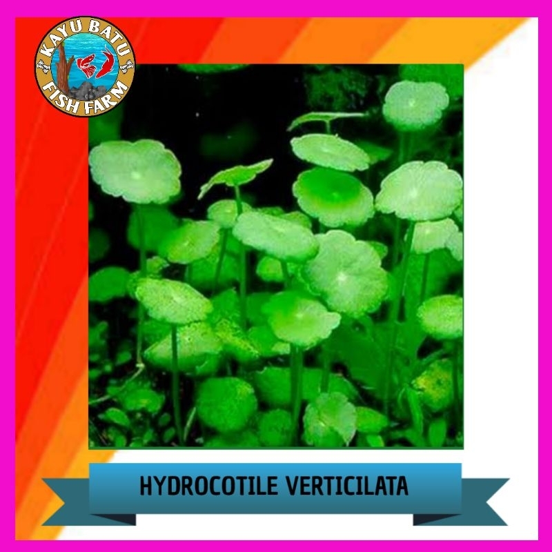 Jual TANAMAN AIR HYDROCOTILE VERTICILATA HARGA PER BATANG (+- 10 CM ...