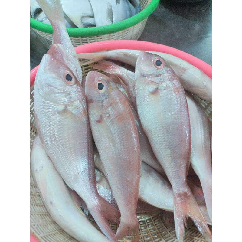 Jual Ikan Kurisi 1kg | Shopee Indonesia