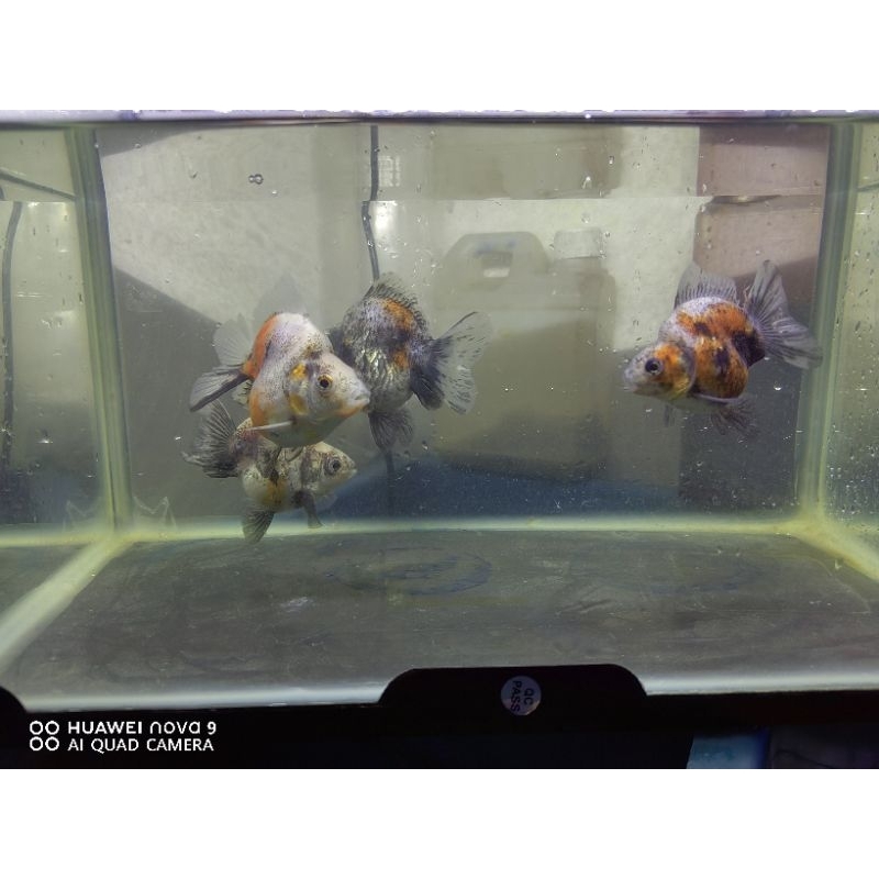 Jual Ikan Mas Koki Ryukin Pancawarna | Shopee Indonesia