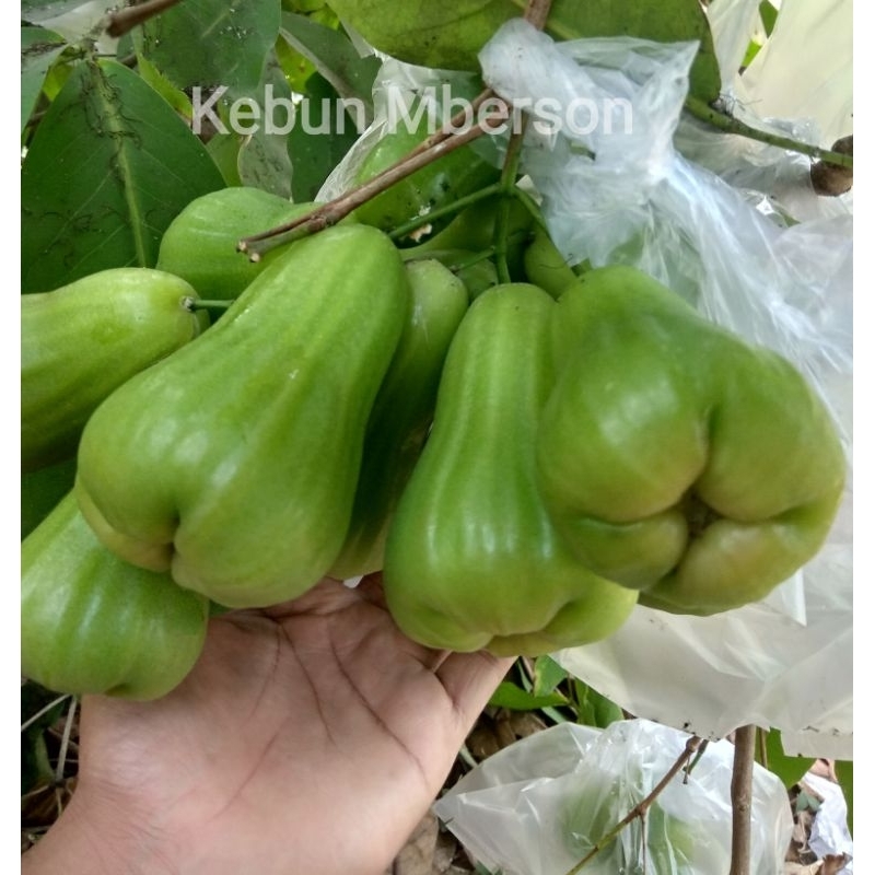 Jual Jambu Air Green Giant per KG || Manis Segar || Kres | Shopee Indonesia