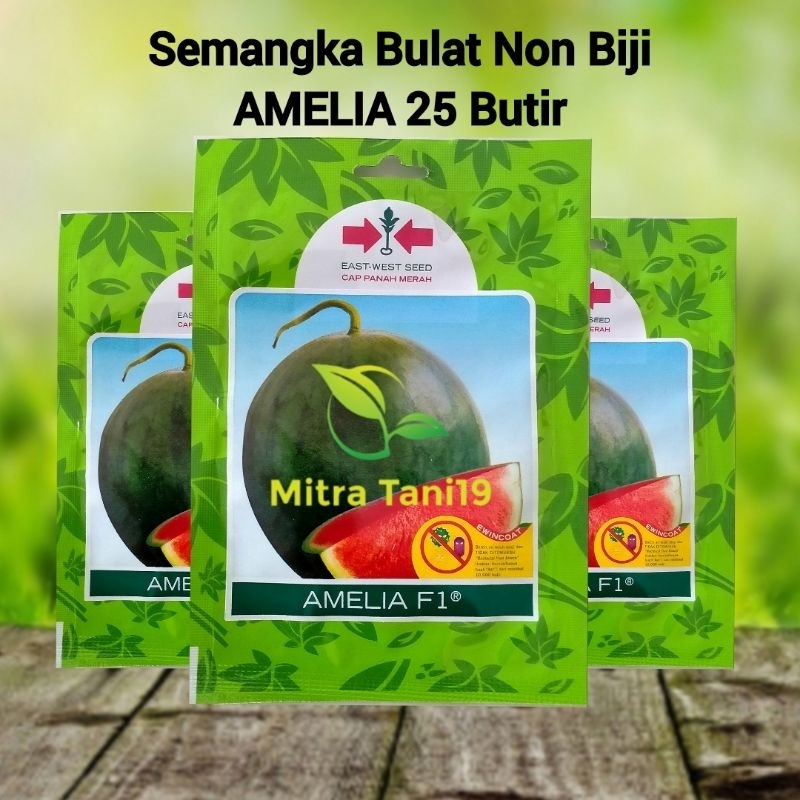 Jual BENIH BIBIT TANAMAN BUAH SEMANGKA MERAH BULAT NON BIJI AMELIA 25 ...