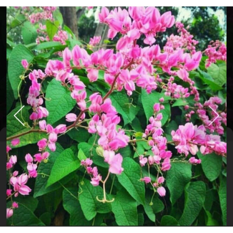 Jual Tanaman Rambat Air Mata Pengantin Bunga Putih - Tanaman Bunga Air ...