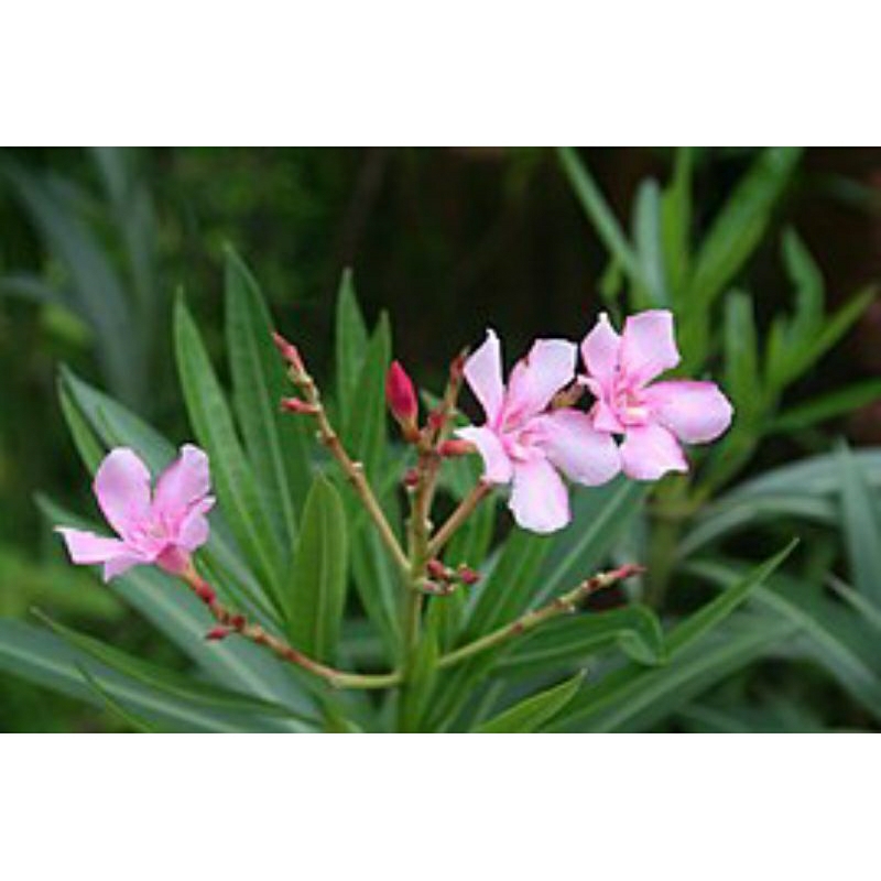 Jual bunga oleander pink Nerium Oleander tanaman hias | Shopee Indonesia