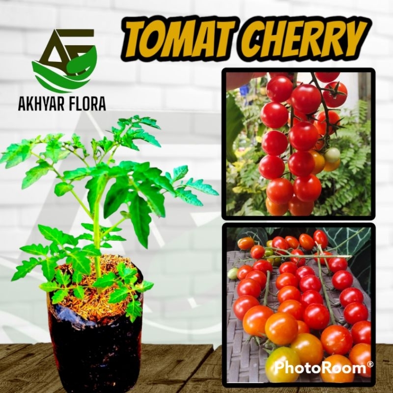 Jual Tanaman Tomat Cherry Bibit Tomat Ceri Untuk Sambal | Shopee Indonesia