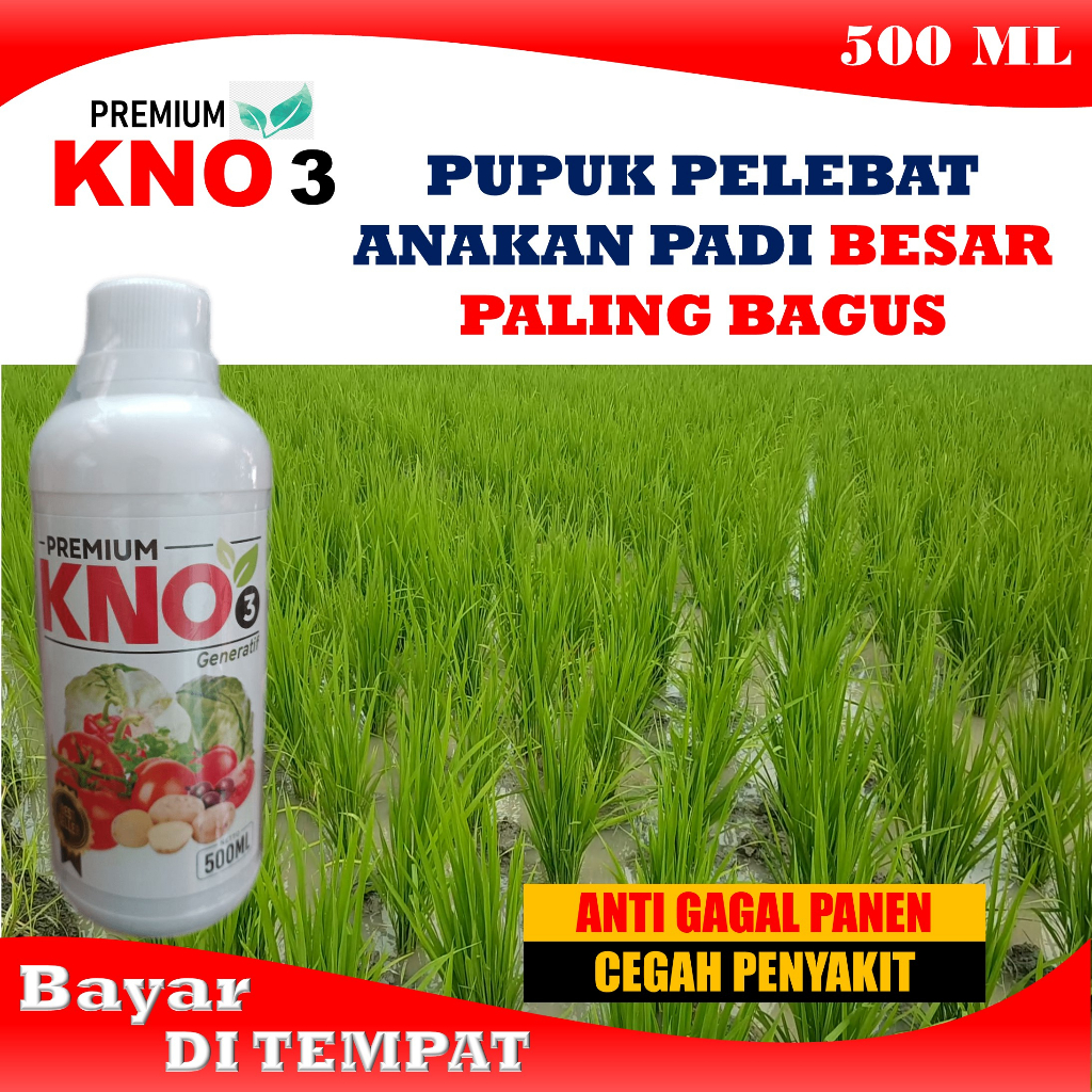Jual Pupuk Perbanyak Anakan Padi KNO3 500ml - Obat Semprot Pengisian Bulir Padi Besar Cegah ...