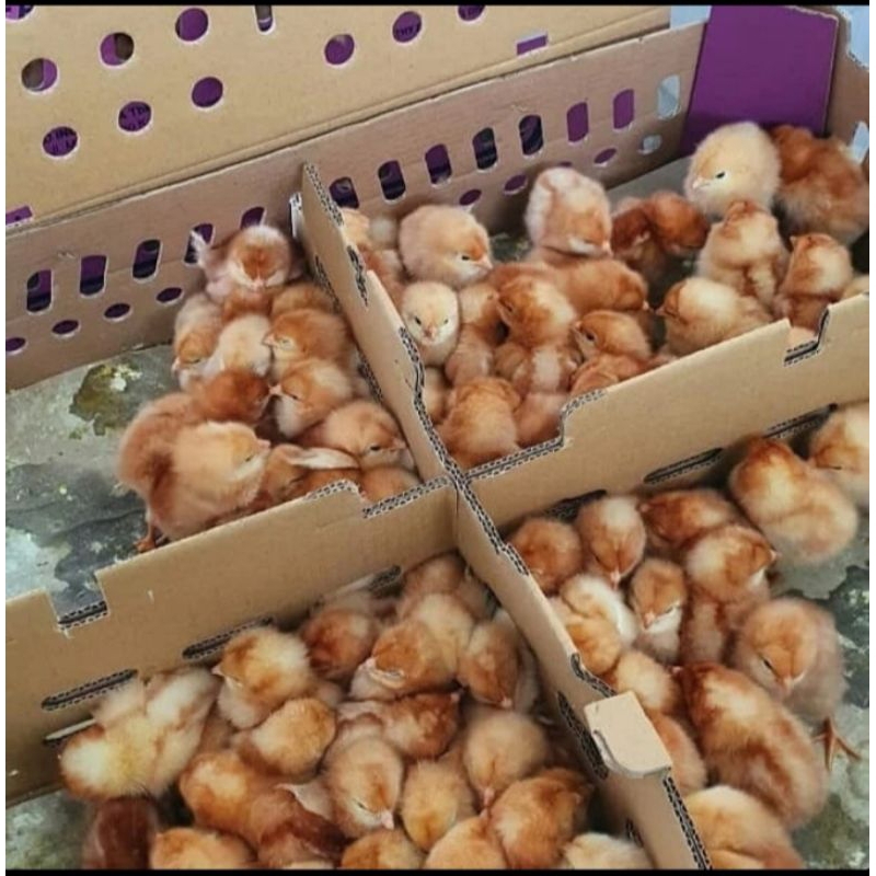 Jual Doc Ayam Petelur 1 Box isi 100 Ekor | Shopee Indonesia