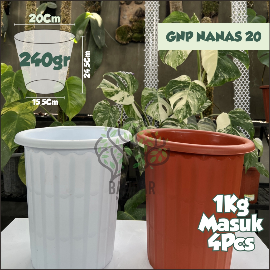Jual Pot tinggi bunga tanman hias GNP Nanas 20 produk premium mirip ...