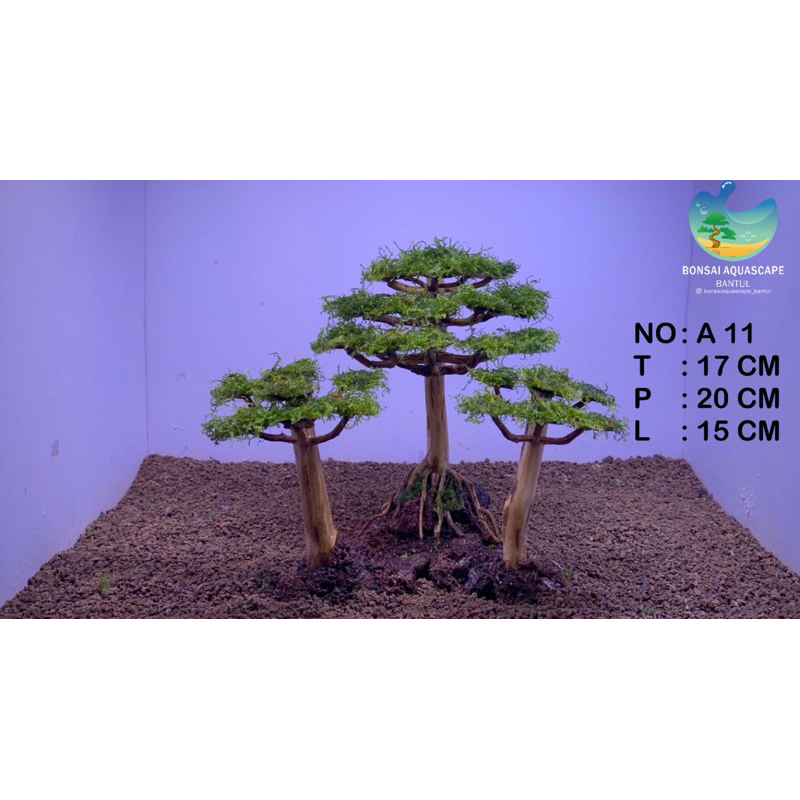 Jual Bonsai Aquascape siap pakai Bonus mos. Free Packing Kayu | Shopee ...