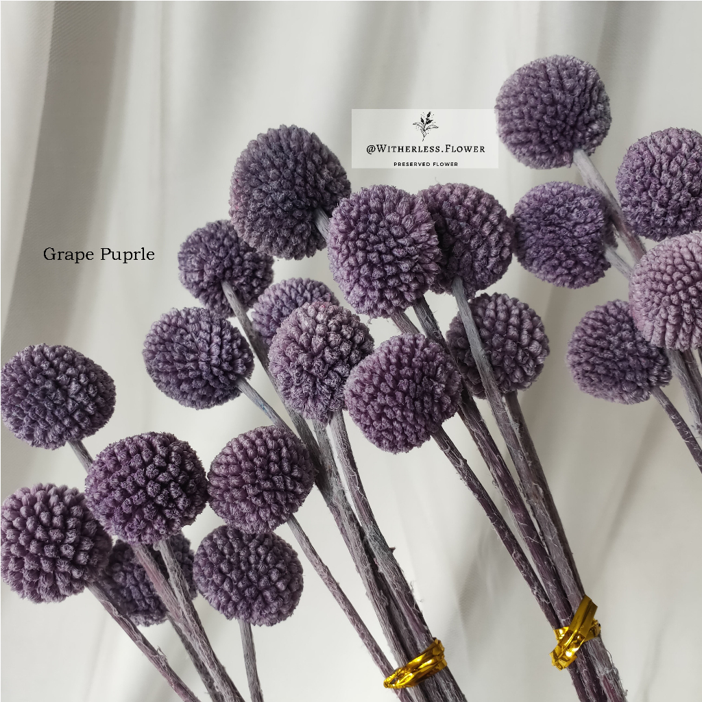 Jual 5 Pcs Preserved Billy Button Craspedia / Dried Flower Awetan ...