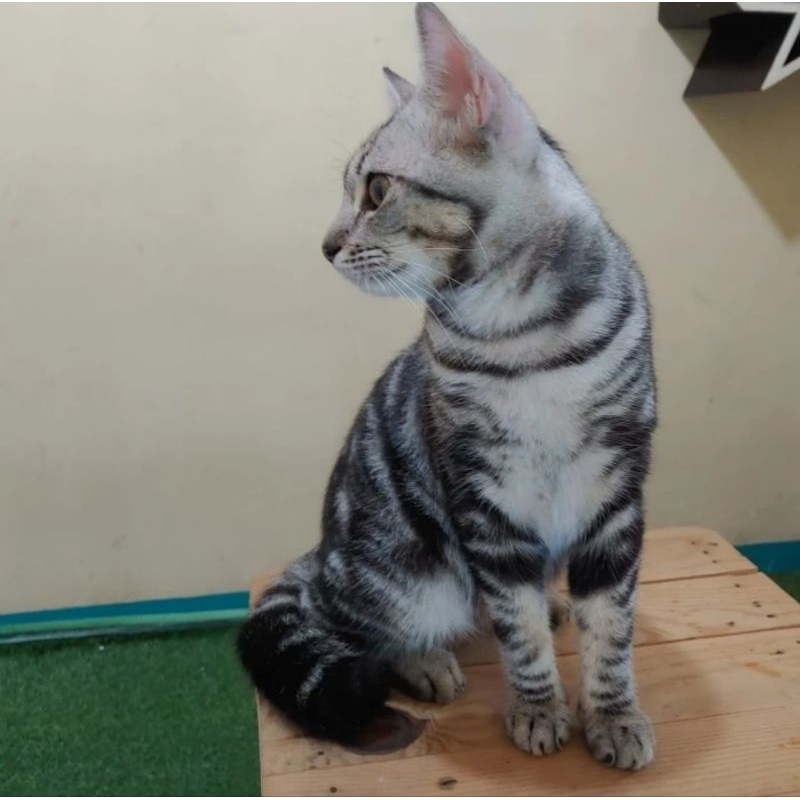 Jual Kucing Male American Shorthair for Adopt Not BSH British Short ...