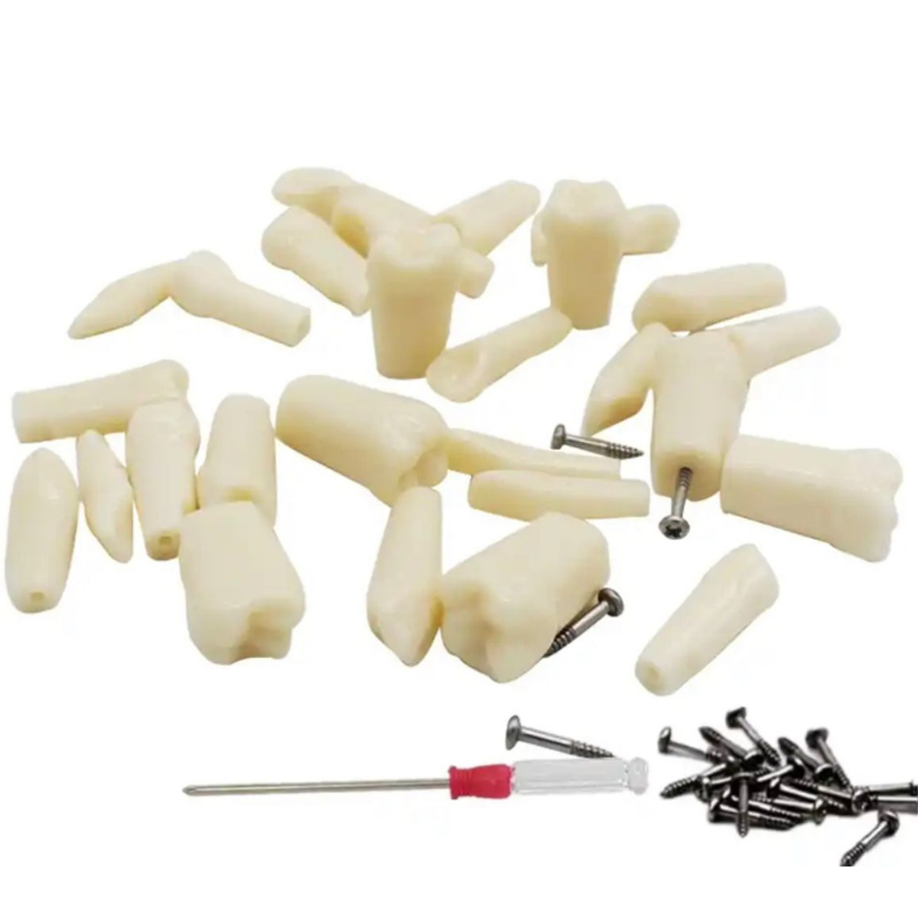 Jual Dental model gigi phantom nissin gigi tiruan preparasi 28 pcs / 32 ...