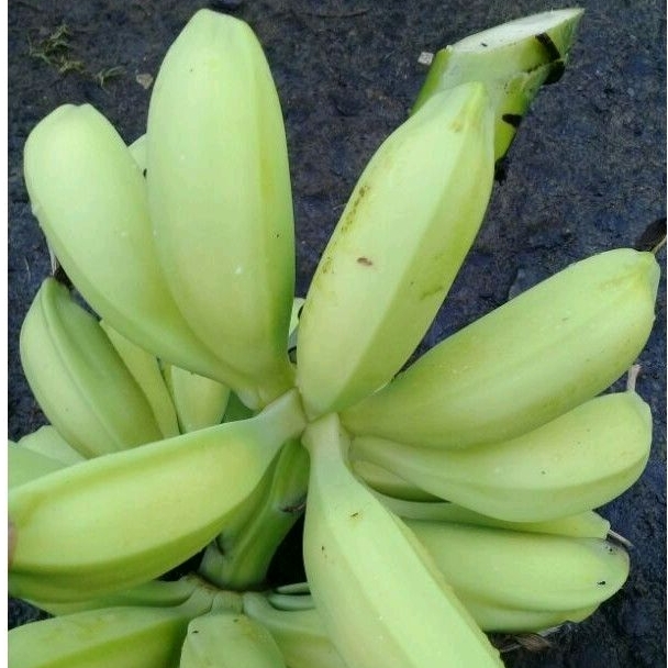 Jual Paket 1 kg buah pisang batu muda segar | Shopee Indonesia