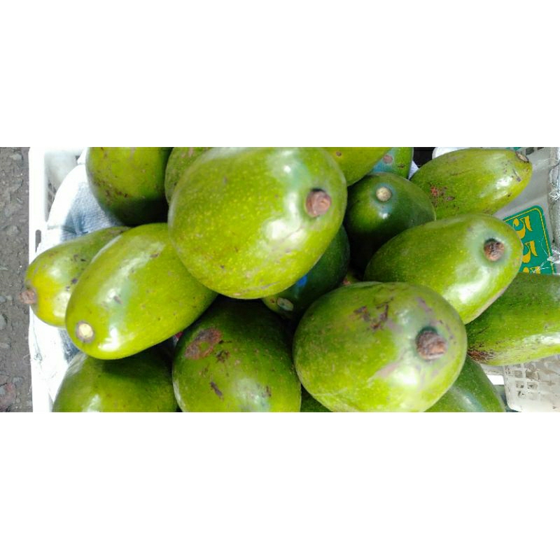 Jual Buah Alpokat Avocado apokat minim order 3kg@ | Shopee Indonesia
