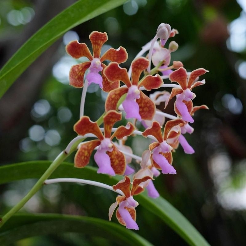 Jual Anggrek vanda limbata bunganya harum | Shopee Indonesia