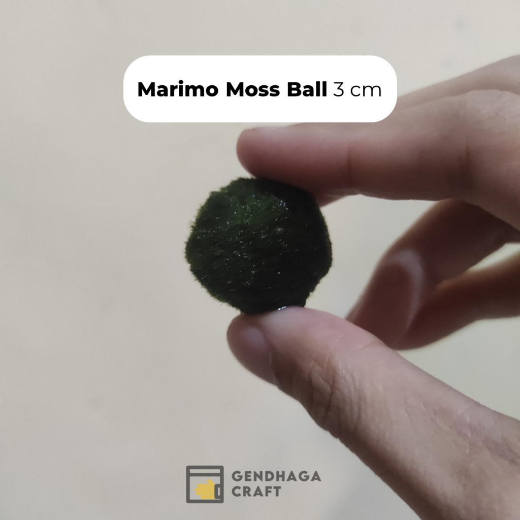 Jual [Extra] Tiny Marimo - Marimo Moss Ball (Satuan) | Marimo Hidup ...