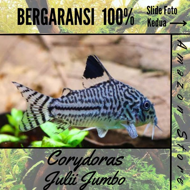 Jual Ikan Corydoras Juli XXL | Shopee Indonesia