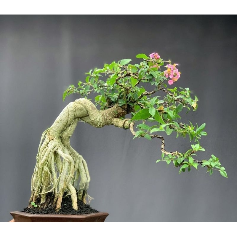 Jual tanaman bonsai sakura micro program akar jumbo real pick siap ...