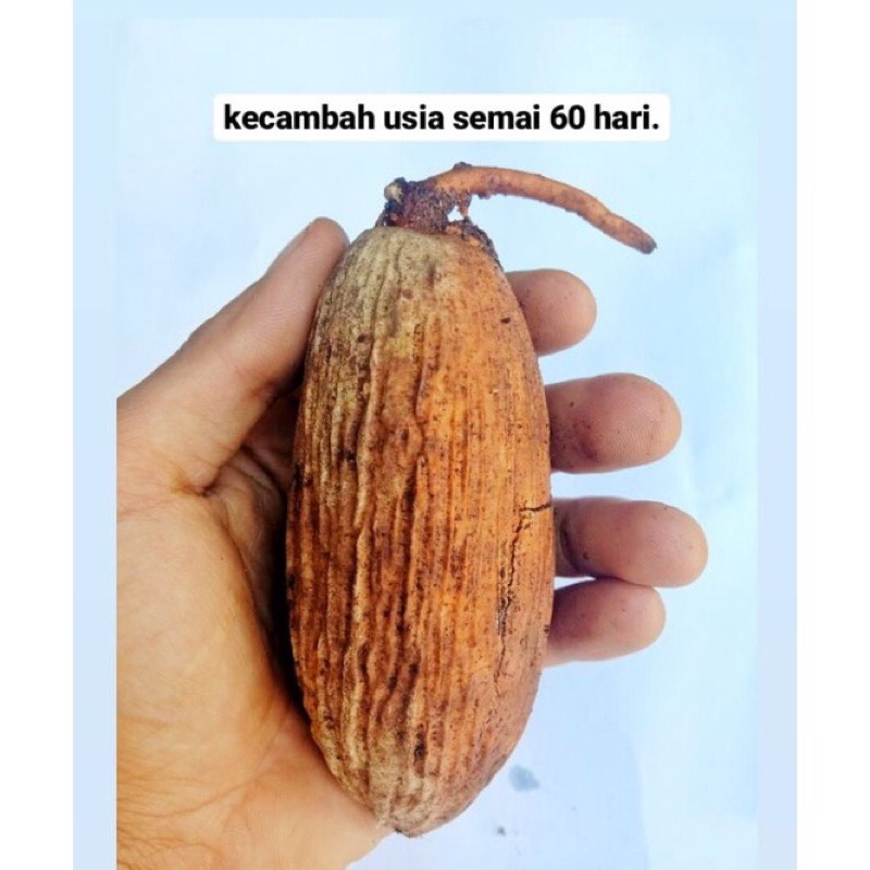 Jual kecambah buah kayu Ulin, kayu besi. | Shopee Indonesia