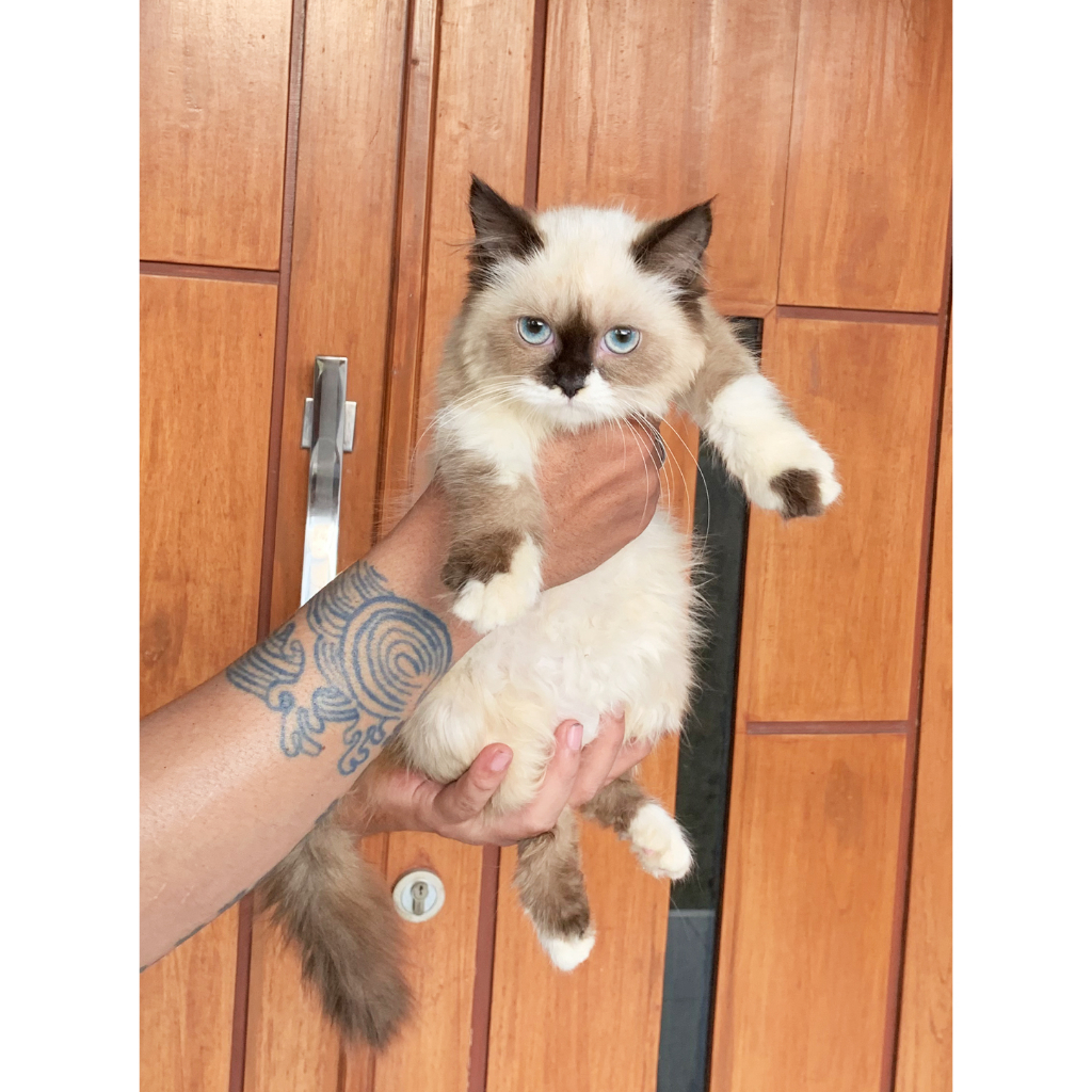 Jual Kucing Ragdoll & Himalaya | Jantan & Betina | Shopee Indonesia