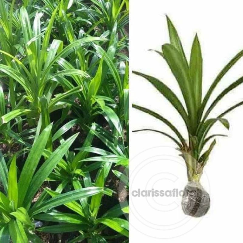 Jual bibit pandan wangi daun pandan wangi pohon pandan tanan pandan ...