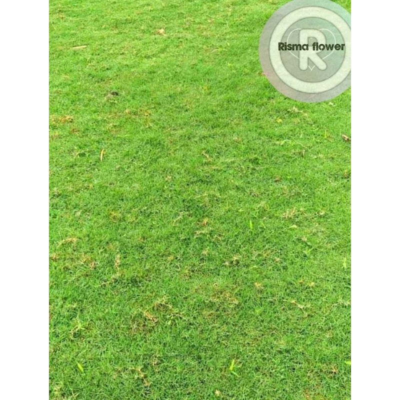 Jual Rumput golf 100cm x 100cm / rumput golf asli 1 meter x 1 meter ...