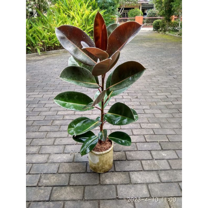 Jual Karet kebo/karet kebo merah | Shopee Indonesia