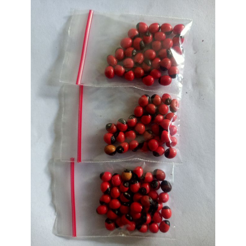 Jual paket 100 butir benih biji buah saga merah | Shopee Indonesia