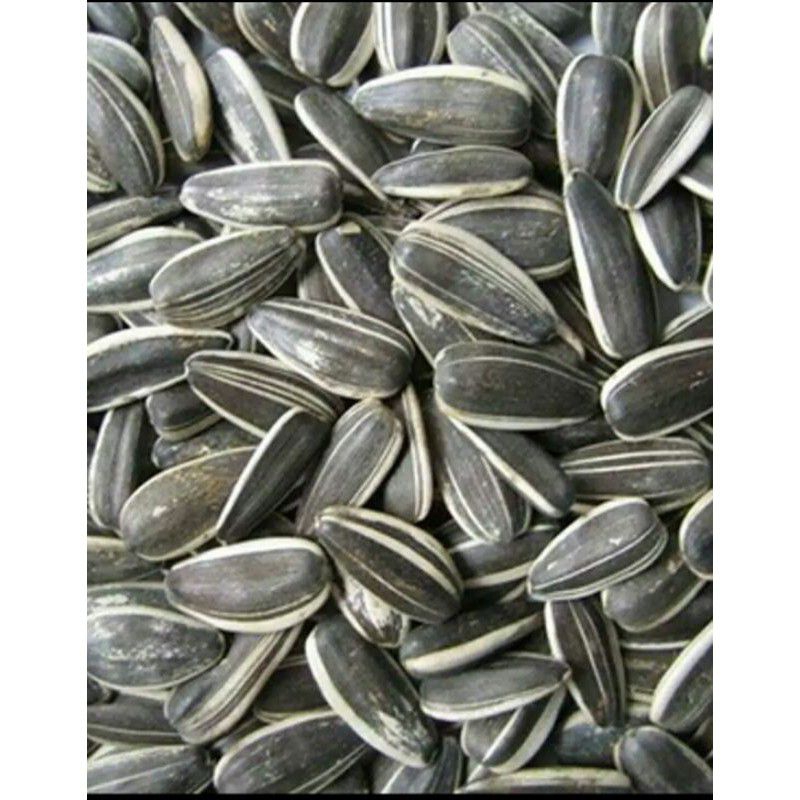 Jual kuaci matang biji bunga matahari original 1 kg /kuaci matang biji ...