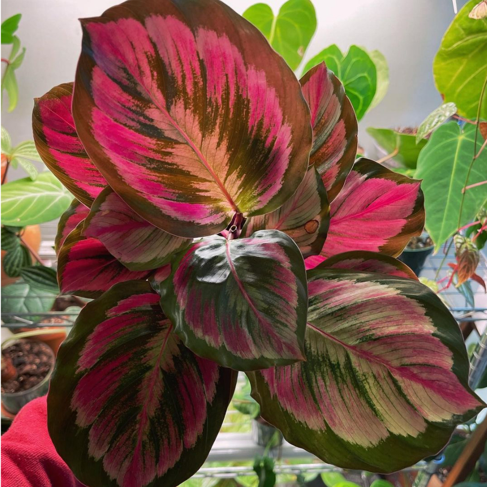 Jual Macam-Macam Calathea Pink Cantik Murah / Crimson Pink / White Star ...