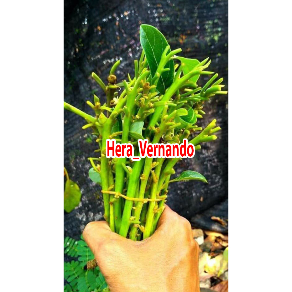 Jual Entress Alpukat Red Vietnam | Shopee Indonesia