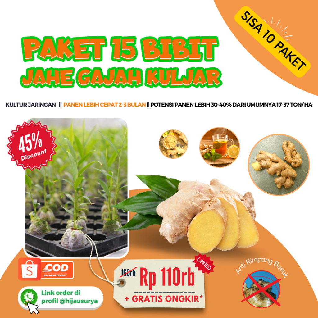 Jual Bibit Jahe Gajah Kultur Jaringan Paket 15 bibit | Shopee Indonesia