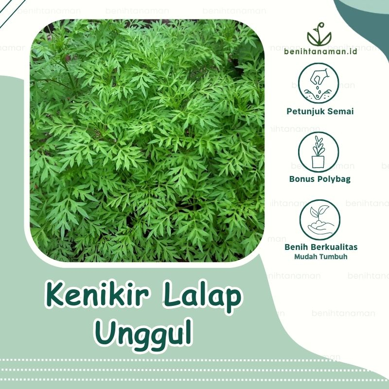 Jual 50 Biji - Benih Kenikir Lalap Kenikir Sayur bunga Pink/Ungu ...