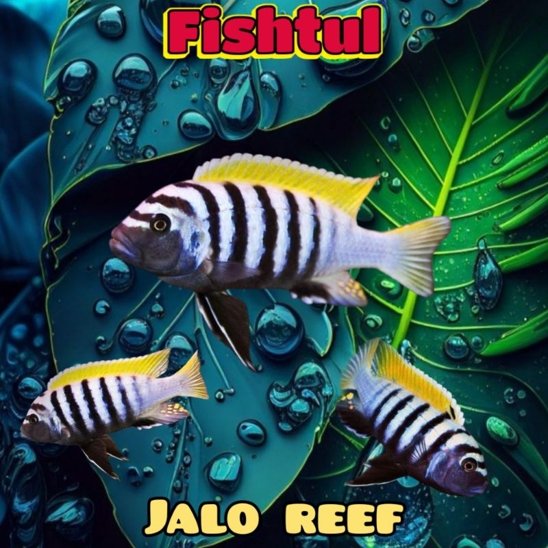 Jual Cichlid Jalo Reef | Shopee Indonesia