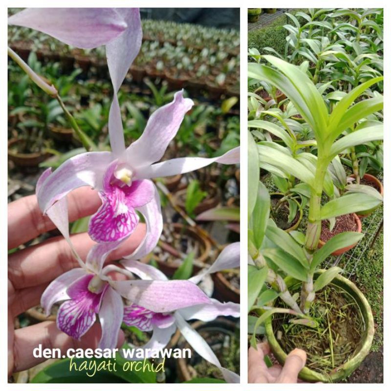 Jual Anggrek Dendrobium Caesar Warawan | Shopee Indonesia