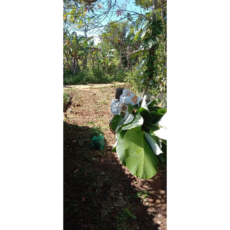 Jual Calathea Lutea tinggi 50cm | Shopee Indonesia